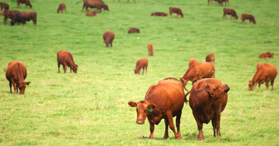100% Grass-Fed Beef vs. Pasture-Raised Beef - The Difference